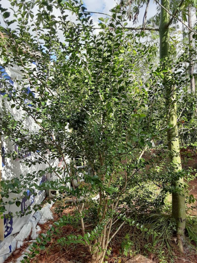 Ramontchi (flacourtia Indica) Governors Plum - Batoko Plum - Live Plant ...
