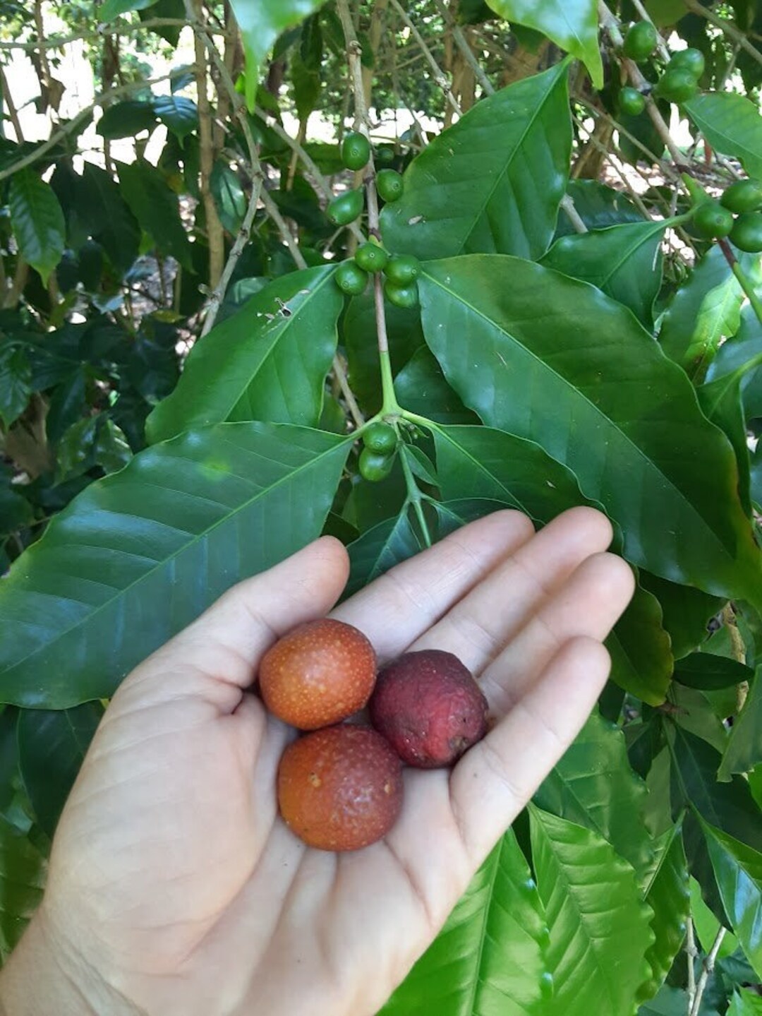Maya Nut Seedlings Ramon Brosimum Alocastrum Guaimaro Coffee ...