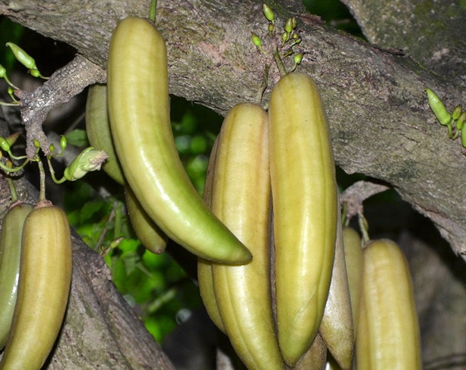 RARE Gaujilote, Candle Tree (parmentiera Edulis) - Live Fruit Plant! - Etsy