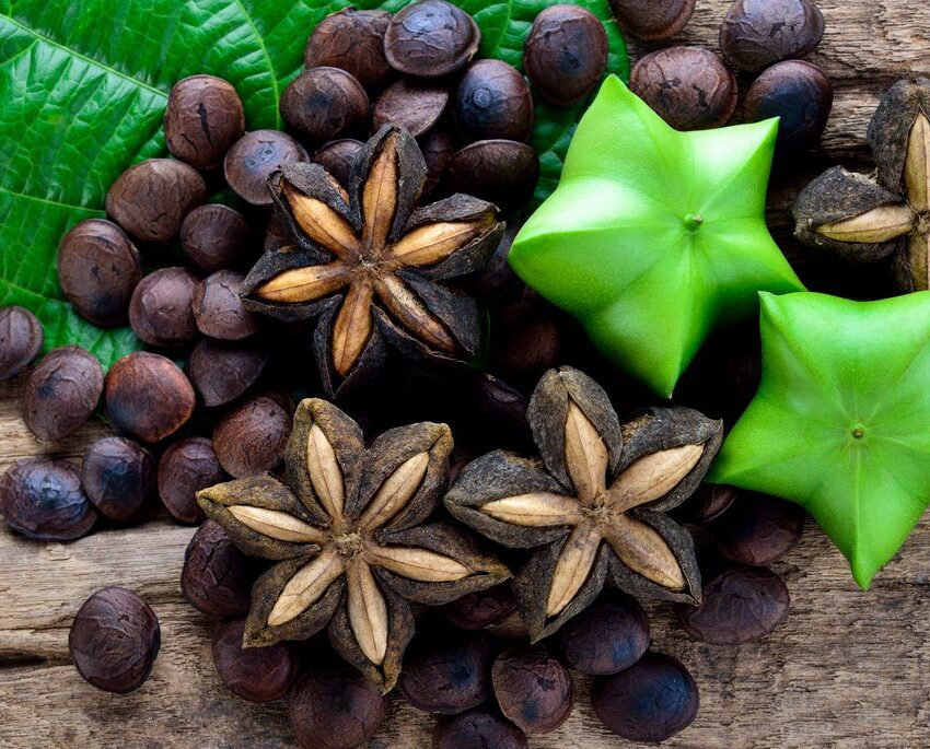 Inca Nut, Sacha Inchi (plukenetia Volubilis) Live Plant! - Etsy