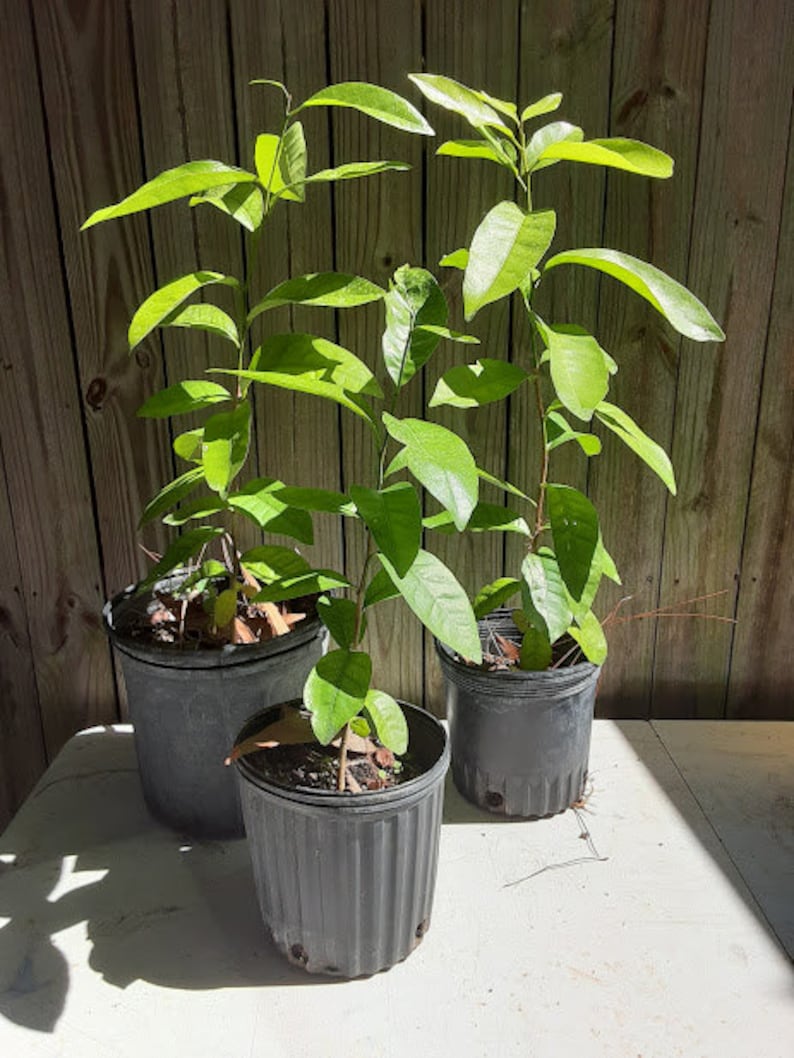 Gin Berry - Glycosmis Pentaphylla - Orange Berry - Large Live Plant ...