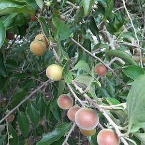 Tropical Fruit Tree Scions/cuttings to Order - Huge Selection! - Etsy