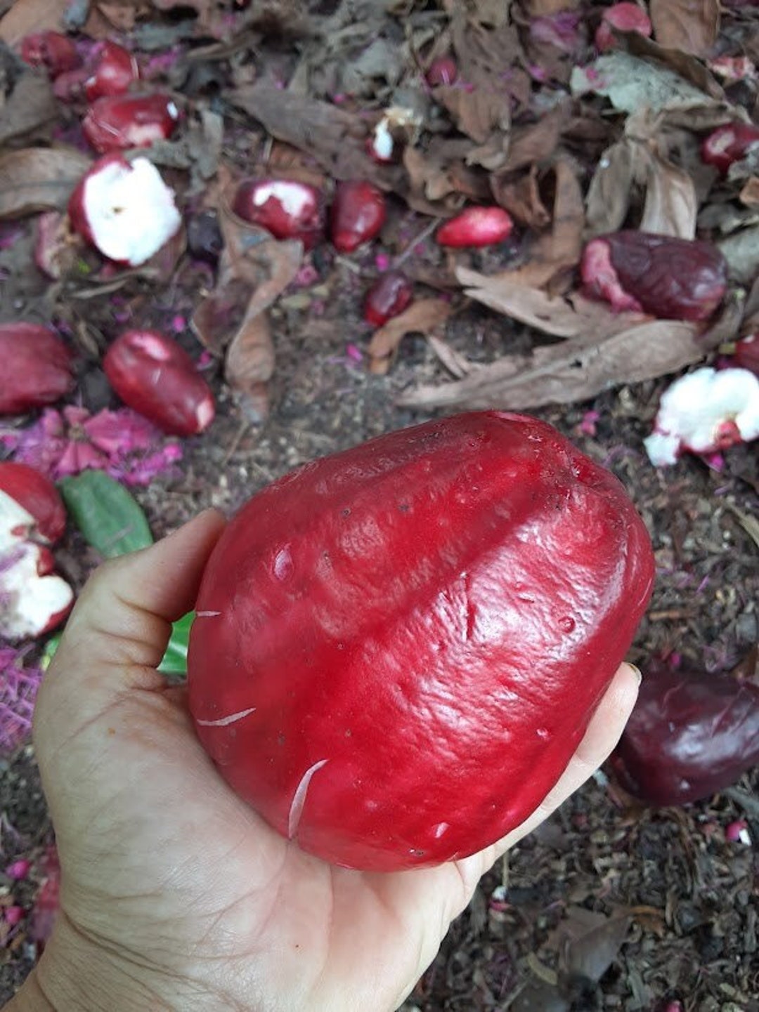 Red Malay Apple - Otahiete Apple - Syzygium Malaccense - Live Plant ...