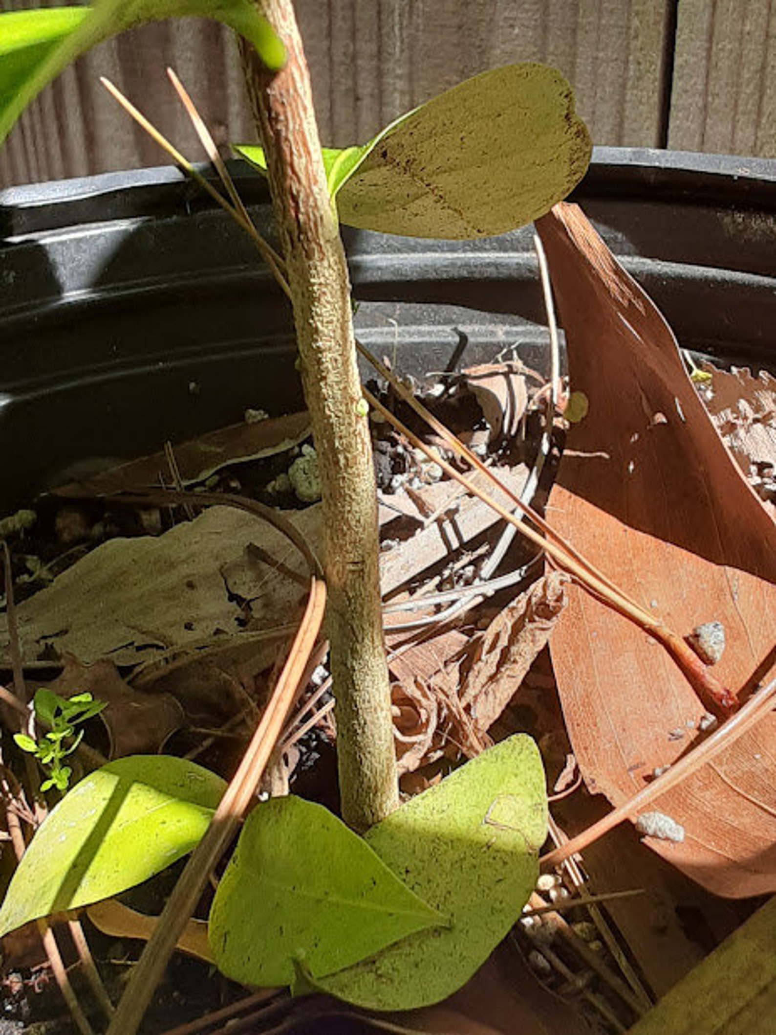 Gin Berry Glycosmis Pentaphylla Orange Berry Large Live - Etsy