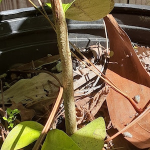 Gin Berry - Glycosmis Pentaphylla - Orange Berry - Large Live Plant ...