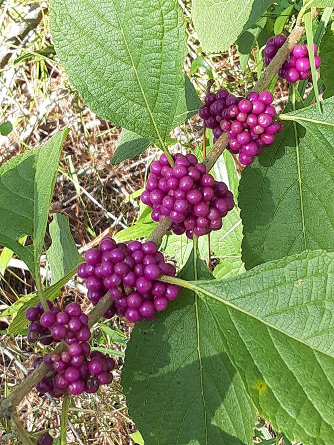 Florida Beautyberry Callicarpa Americana - Etsy