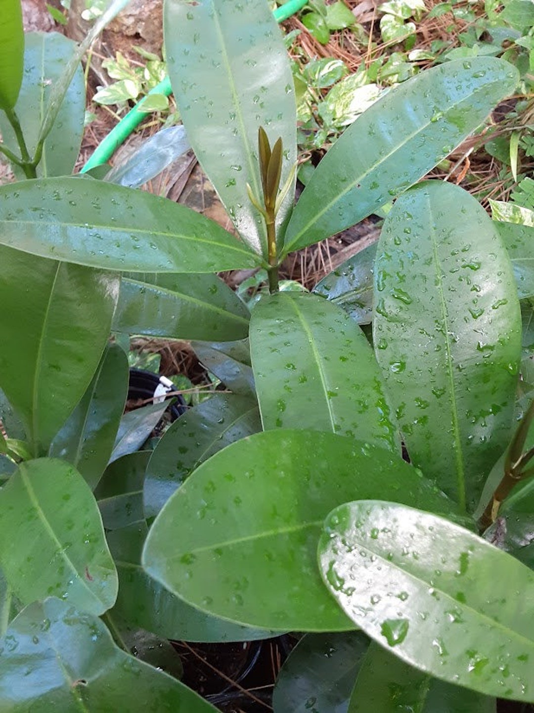 Mammea Americana - Mammee Apple - Mamey Amarillo - Live Plant! - Etsy