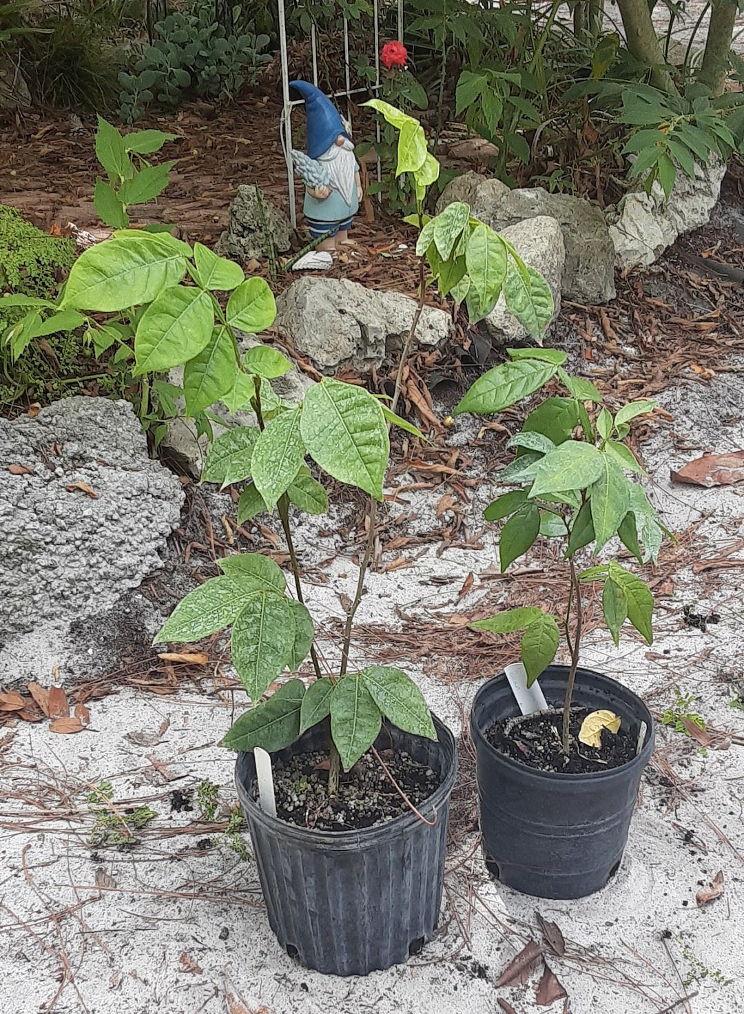 Ice Cream Bean ( Inga Edulis) - Grows Delicious Fruit! - Etsy