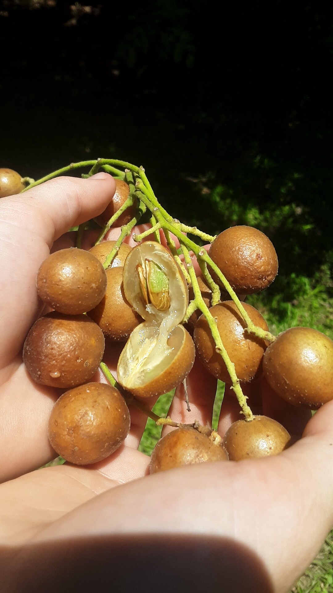 5 Fresh Golden Wampi Seeds for Growing - Etsy
