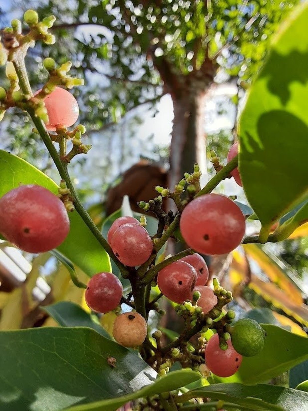 Gin Berry - Glycosmis Pentaphylla - Orange Berry - Large Live Plant ...