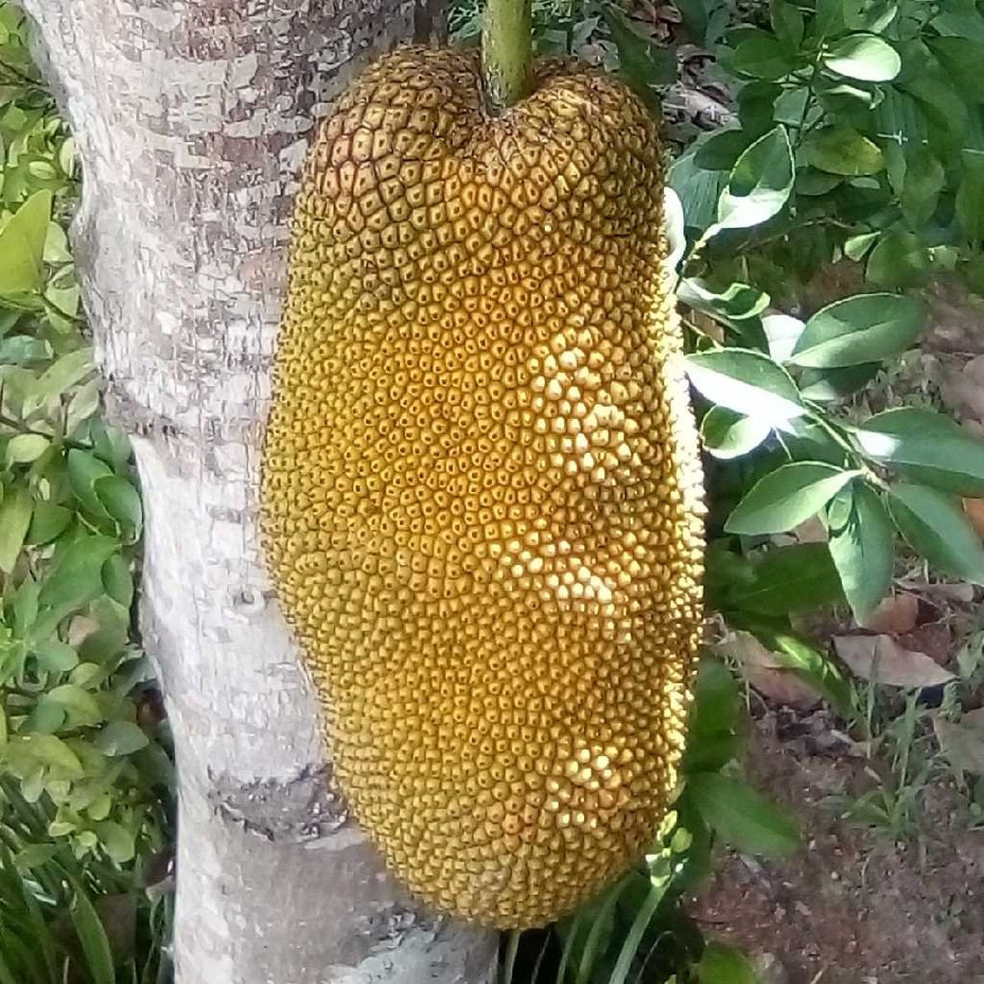 Chempedak (artocarpus Integer) Live Plant! - Etsy