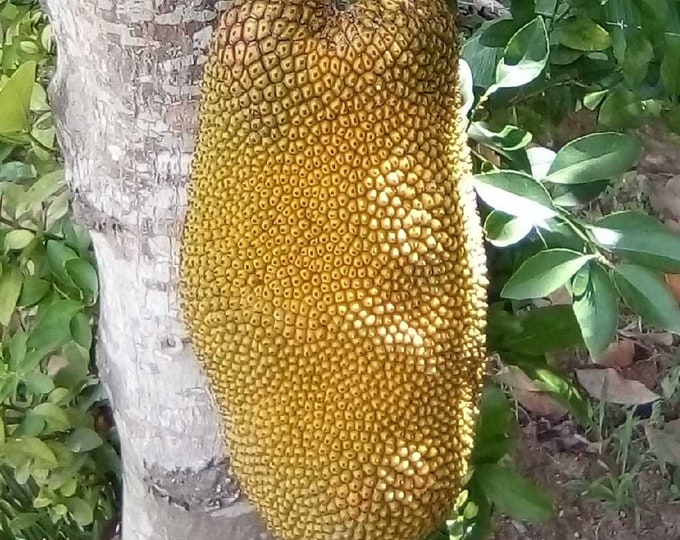 Chempedak artocarpus Integer Live Plant - Etsy