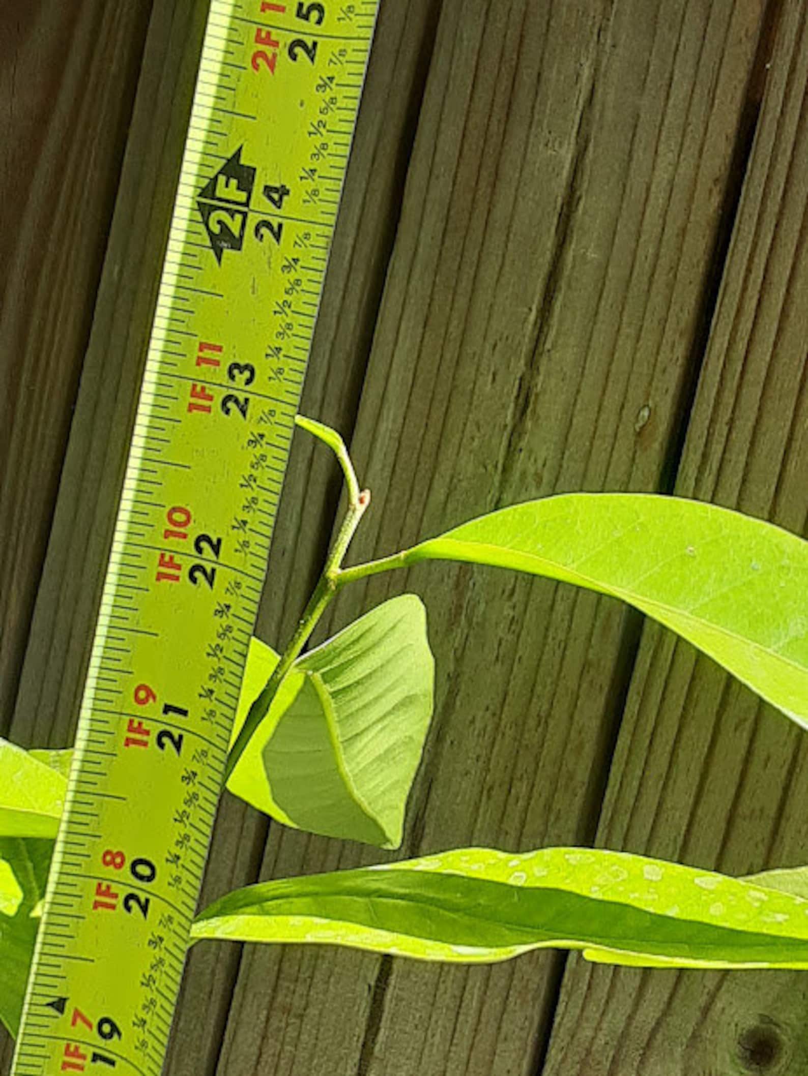 Gin Berry Glycosmis Pentaphylla Orange Berry Large Live - Etsy