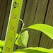 Gin Berry - Glycosmis Pentaphylla - Orange Berry - Large Live Plant ...