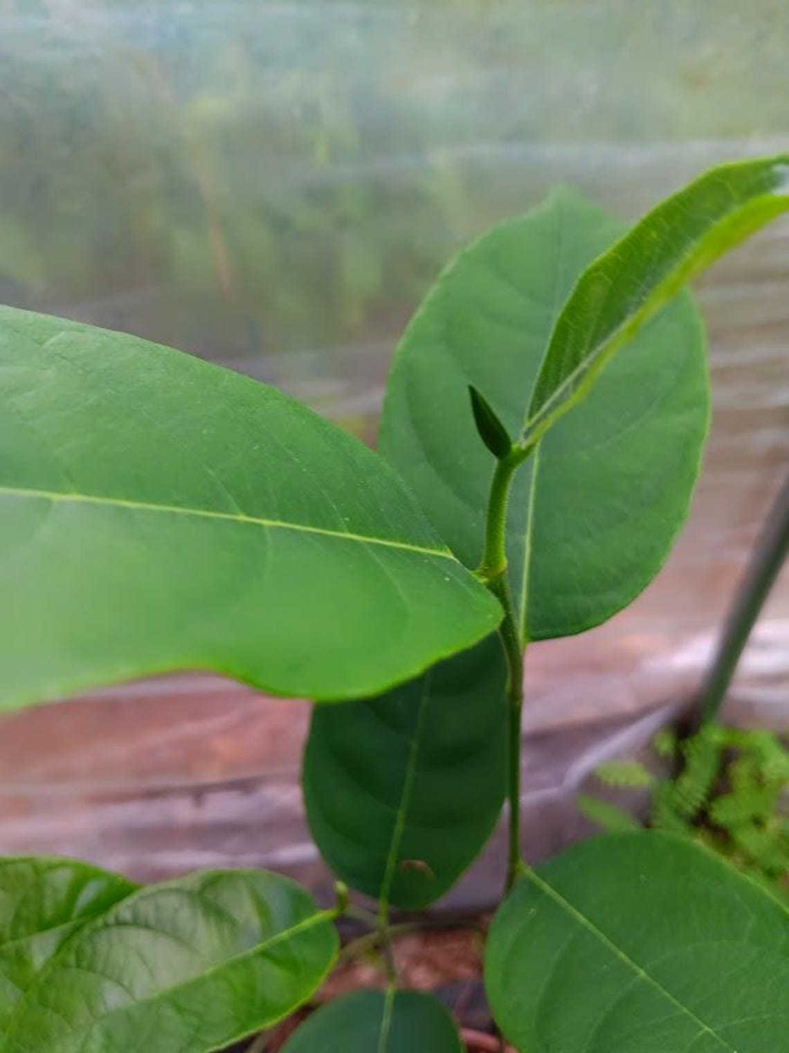 Chempedak (artocarpus Integer) Live Plant! - Etsy