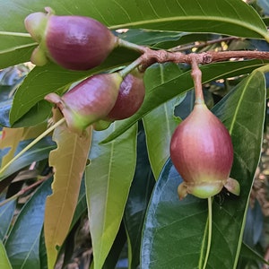 Giant Rose Apple, Poma Rosa (syzygium Jambos) Live Plant! - Etsy