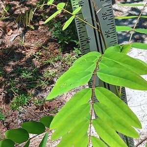 Pheasant Wood, Kassod (senna Siamea) Rare Hardwood Tree - Live Plant ...