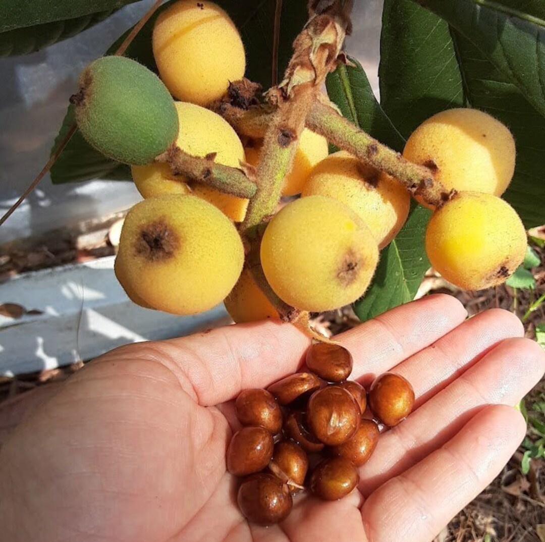 Vista White Loquat Seedling -eriobotrya Japonica - Juicy and Sweet! - Etsy