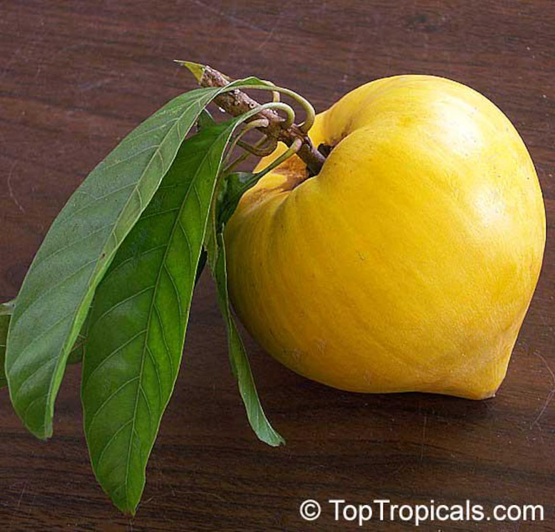 Bruce Canistel Seedling - Egg Fruit - Pouteria Campechiana - Zapote ...