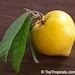 Bruce Canistel Seedling - Egg Fruit - Pouteria Campechiana - Zapote ...