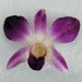 ORCHID PIN - Etsy