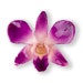 ORCHID PIN - Etsy