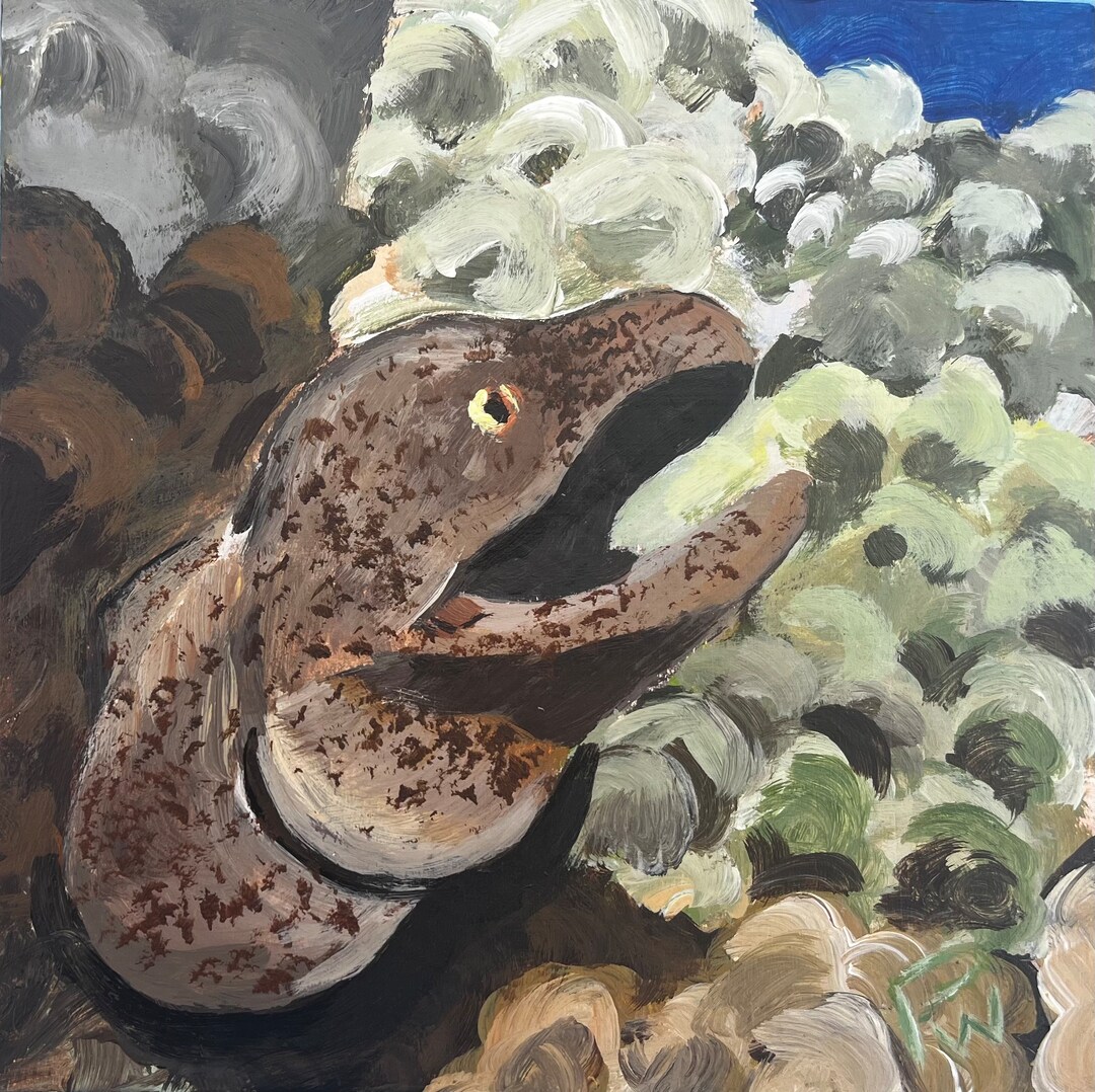 Moray Eel, Maui. 6x6 Acrylic on Cradled Wood. En Plein Air Original ...