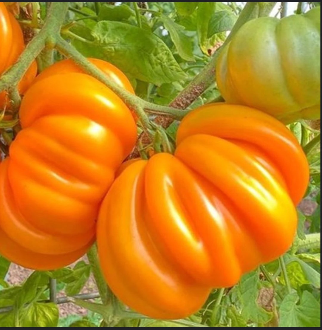 Orange Accordion Heirloom Tomato Plant - Etsy