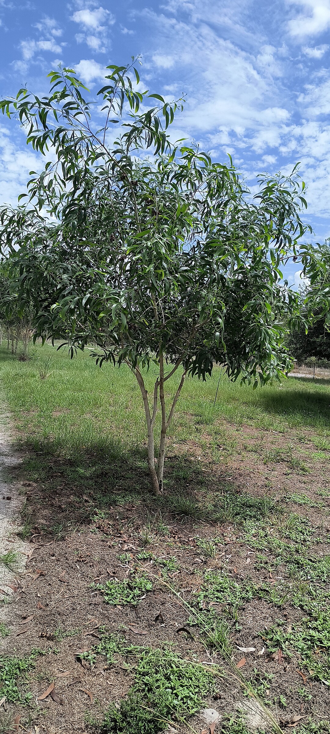 Eucalyptus Trees ( Seedlings) - Etsy