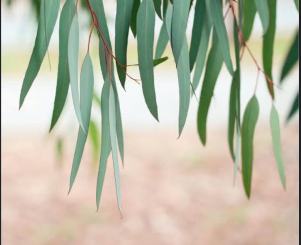 Eucalyptus Trees ( Seedlings) - Etsy
