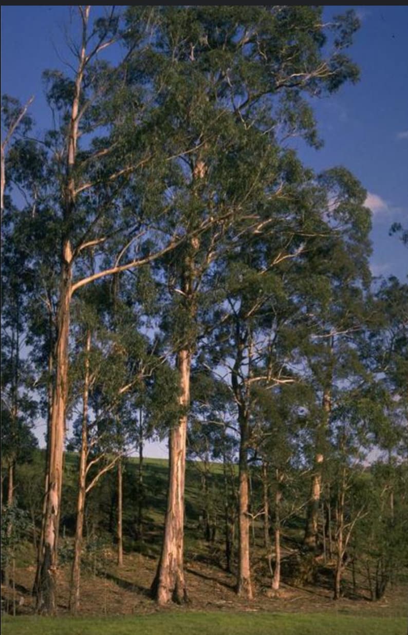 Eucalyptus Trees ( Seedlings) - Etsy