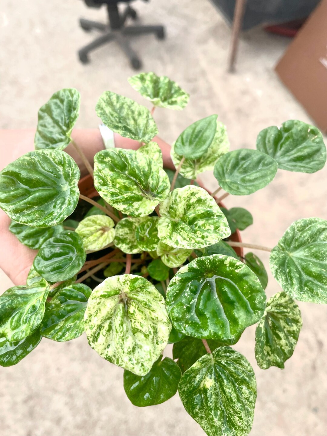 Peperomia Caperata Emerald Ripple “freckles” Variegated 4” Plant **(ALL ...