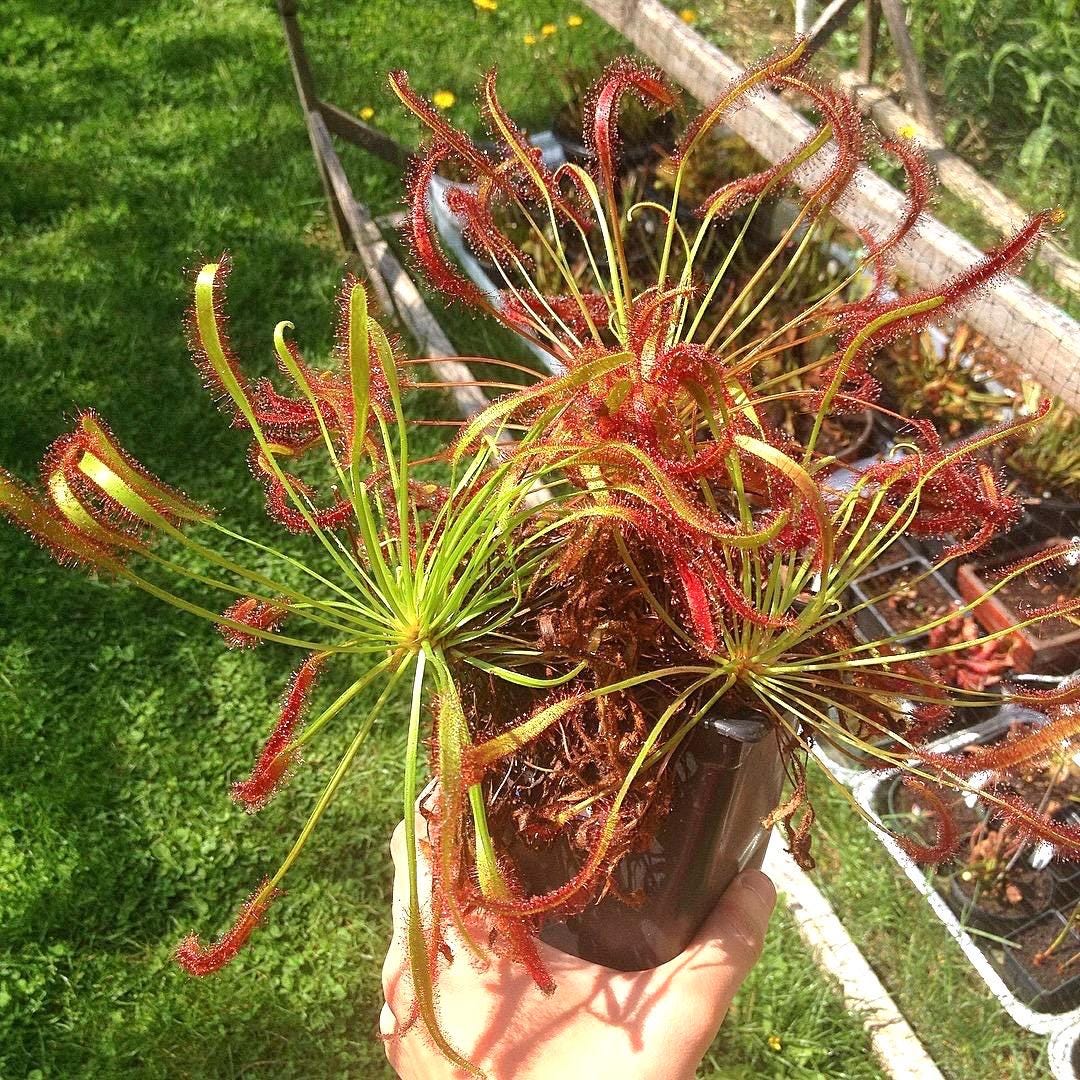 Drosera Capensis “octopus Plant” Starter Plant **(ALL Plants Require ...