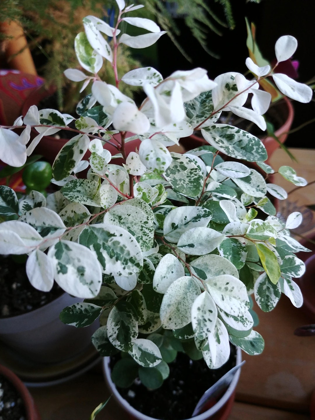 Breyna Disticha Snowbush Starter Plant **(ALL Plants Require You to ...