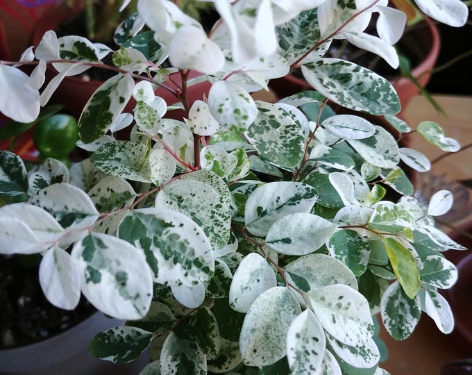 Breyna Disticha Snowbush Starter Plant **(ALL Plants Require You to ...