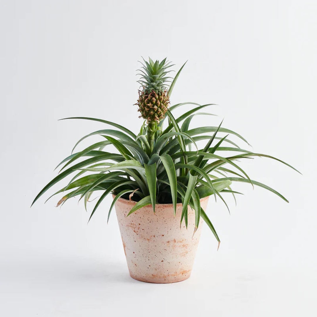 Ananas Mini Me (baby Pineapple) Starter Plant **(ALL Plants Require You ...