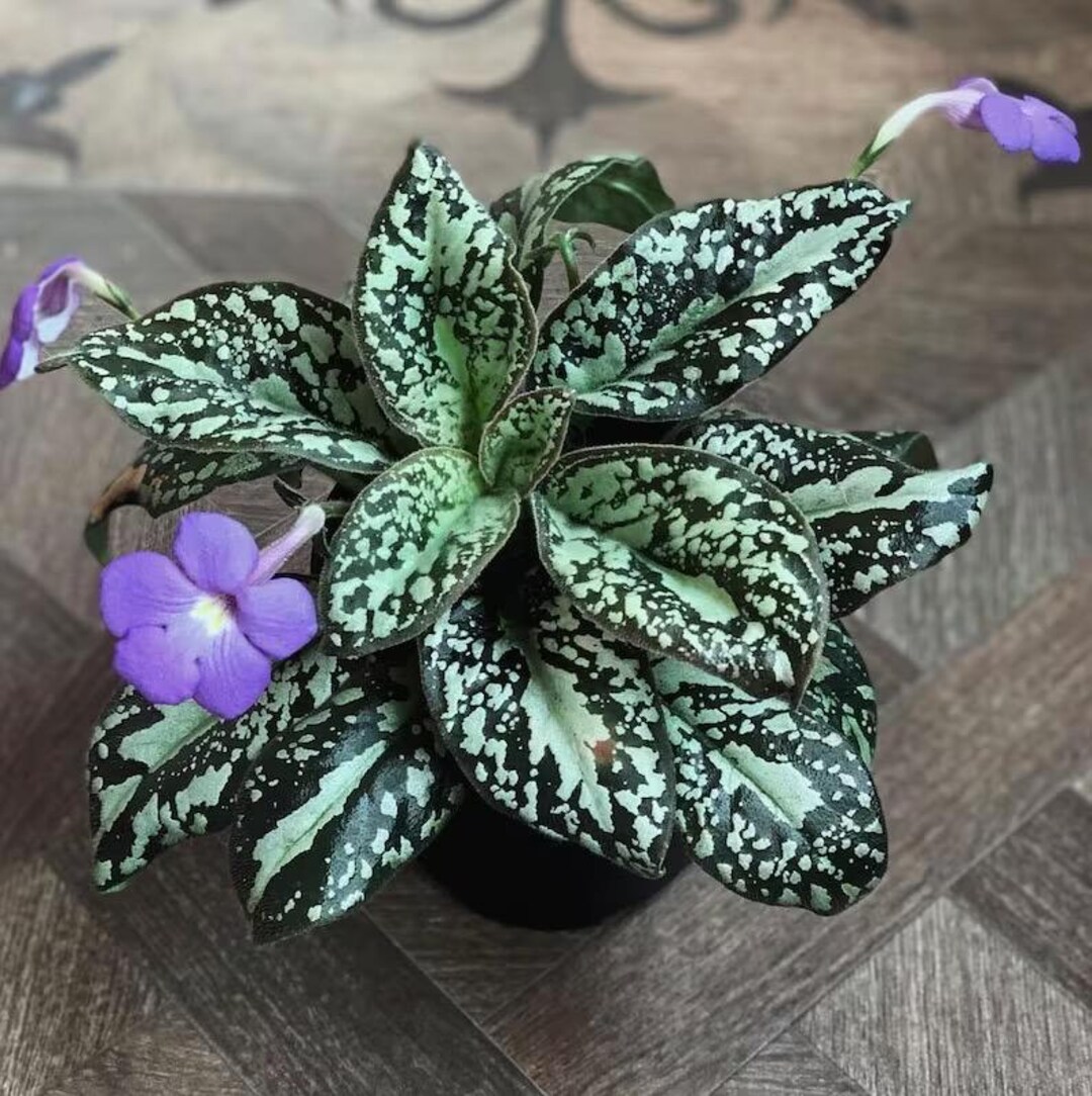 Michaelmoelleria Viatnamese Rare Variegated Flowering Gesneriad 2 ...
