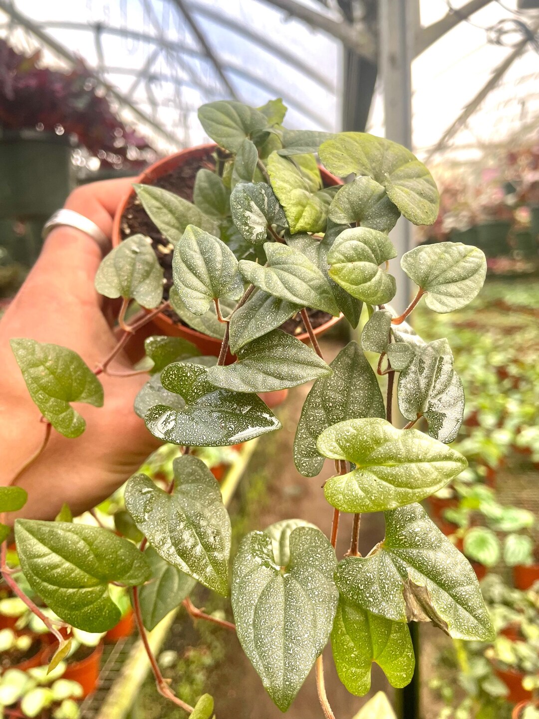 Plante rare de 4 po. Piper Silver Flecks ** (TOUTES les plantes ...