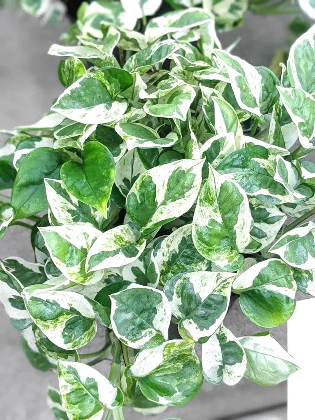 Pothos Pearls and Jade Starter Plant **(ALL Plants Require You to ...