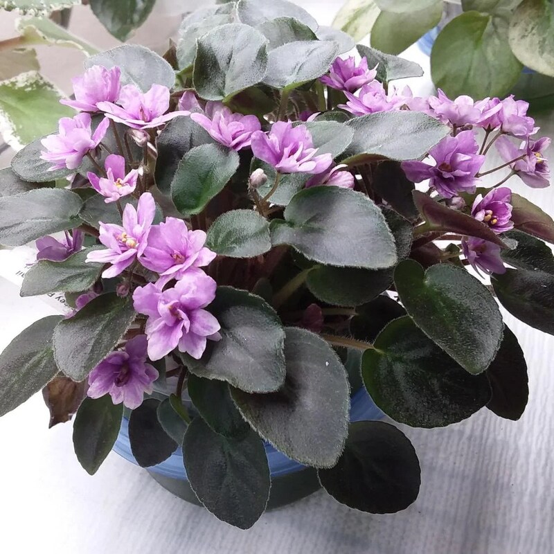 Trailing African Violet - Etsy