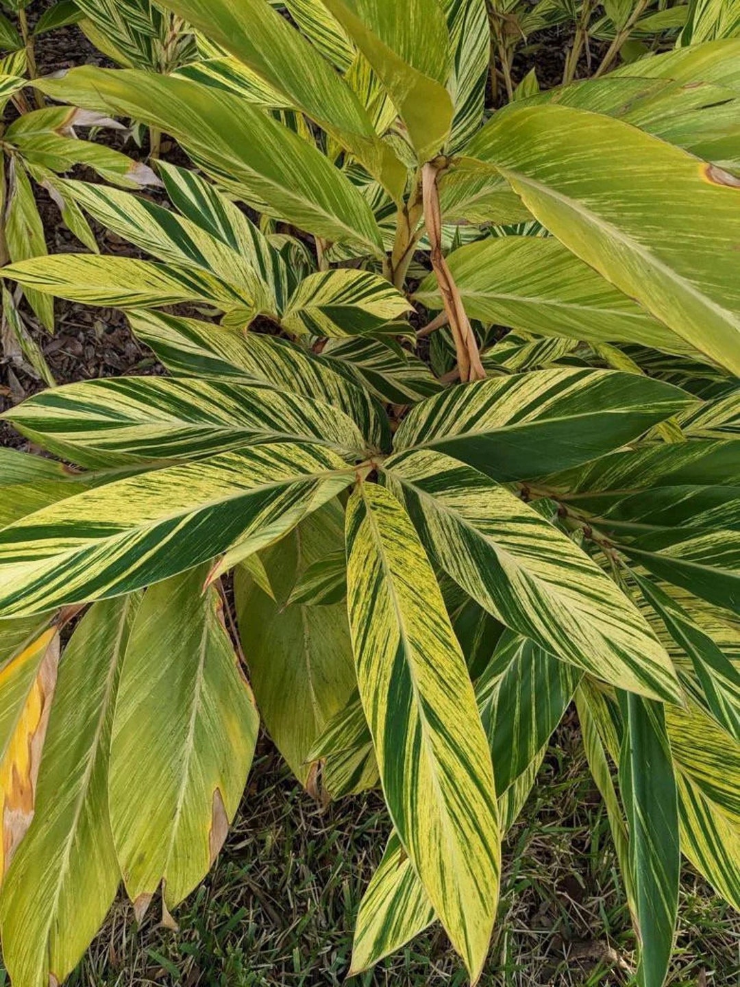Variegated Shell Ginger Starter Plant **(ALL Plants Require You to ...