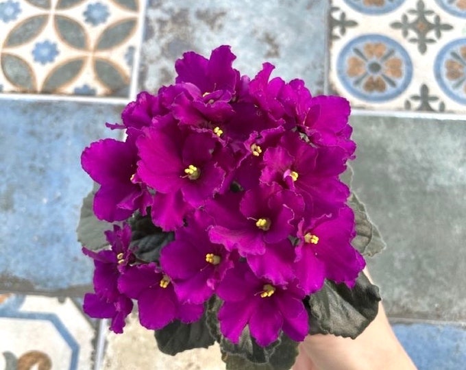 Jolly Magic African Violet Starter Plant ALL Plants Require You to ...