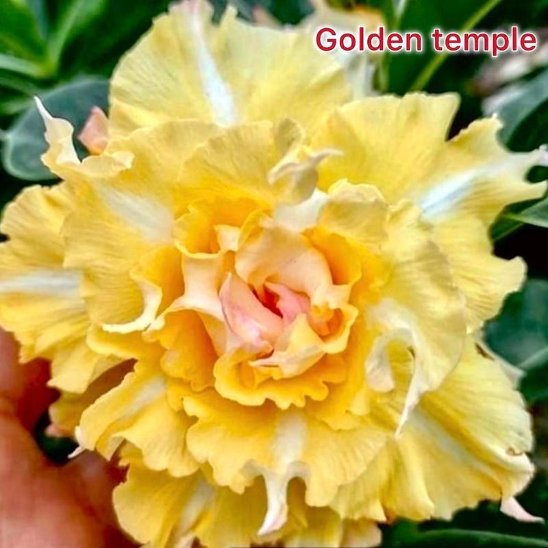 Rare Adenium Live Plants - Etsy