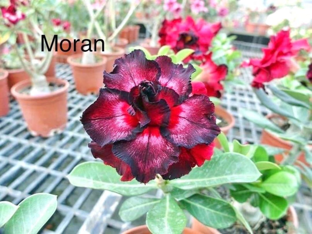 Desert Rose Moran Adenium Obesum Rare Flower Starter Plant **(ALL ...