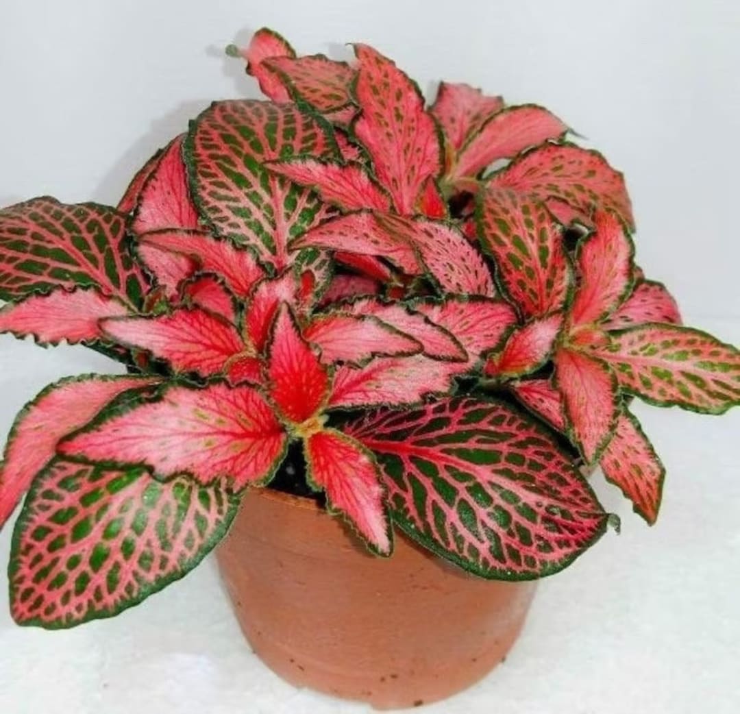 Fittonia Red Nerve Starter Plant **(ALL Plants Require You to Purchase ...