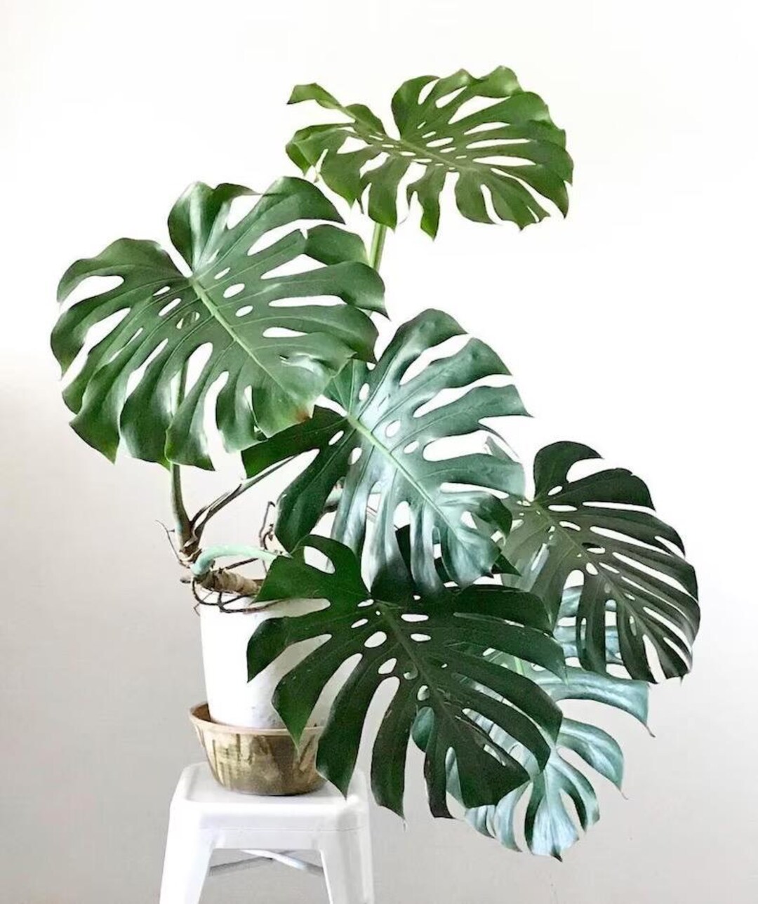 Monstera Deliciosa (seed Grown) Starter Plant **(ALL Plants Require You ...