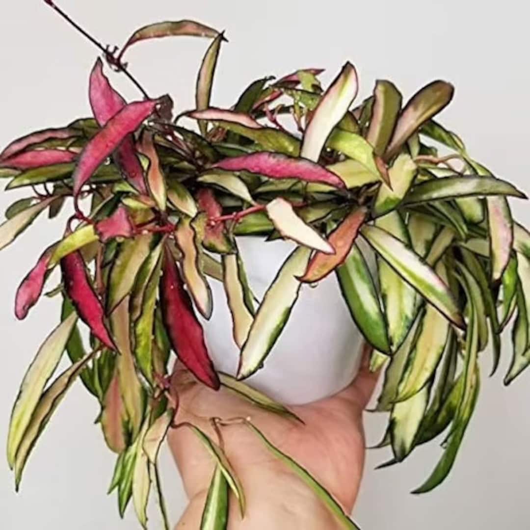 Hoya Wayetti Variegated Tricolor 2” Plant **(ALL Plants Require You to ...