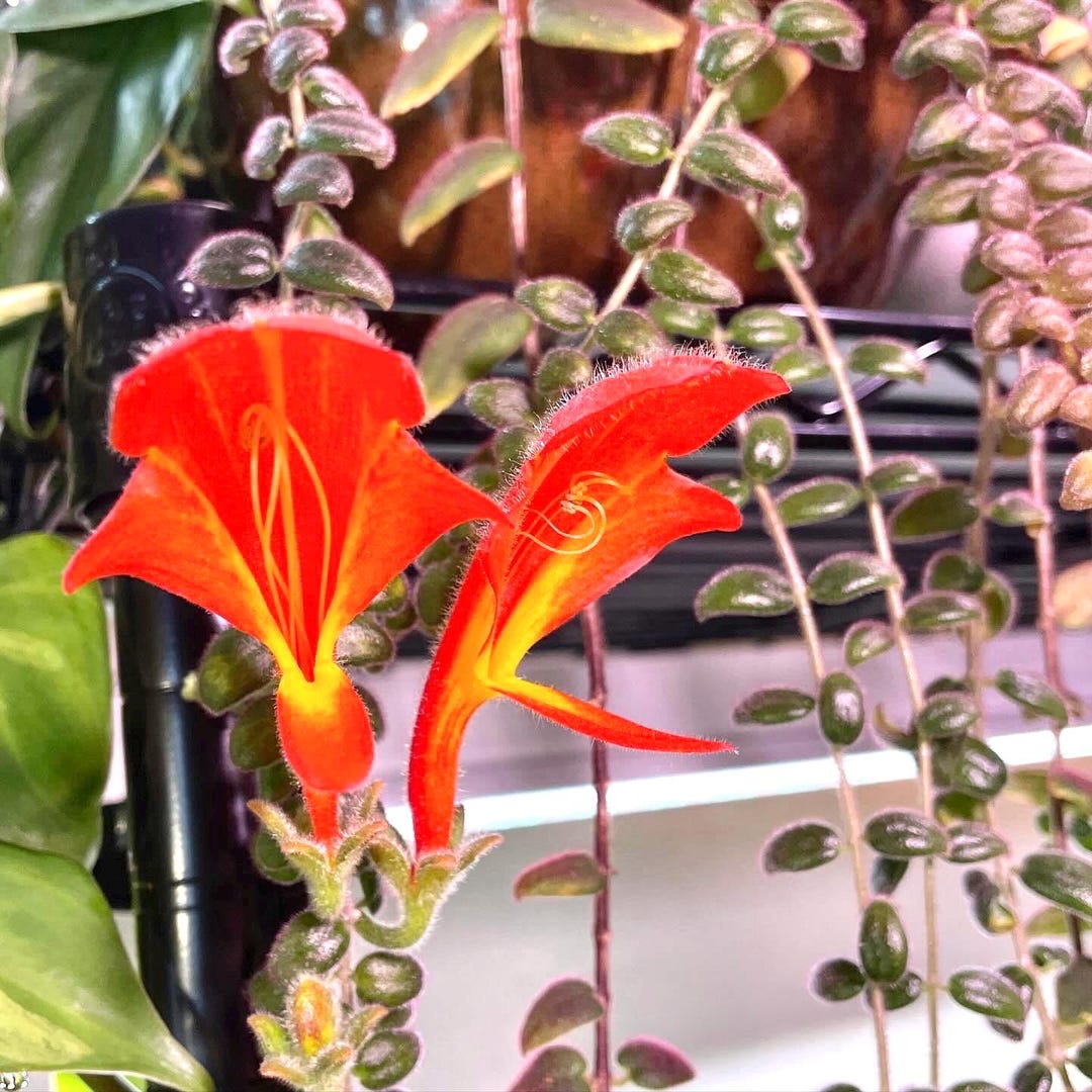 Columnea Gloriosa “flying Goldfish Plant” 2” Plant **(ALL Plants ...