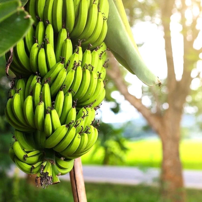 Dwarf Banana - Etsy