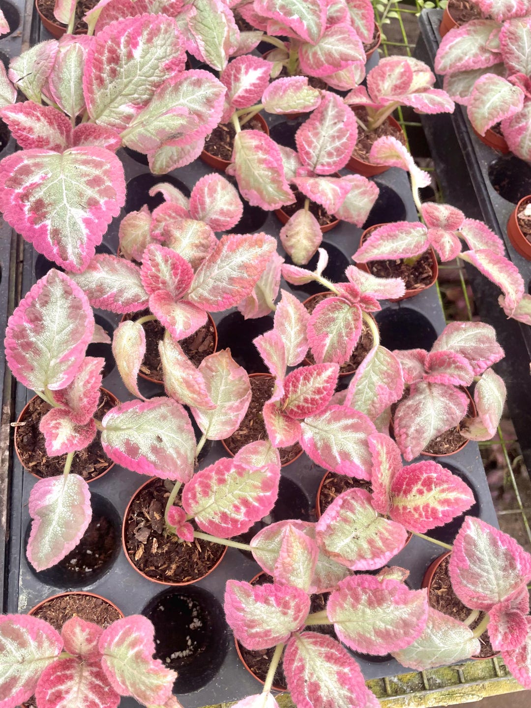 Episcia Pink Brocade Variegated Flowering African Violet 2” Plant ...